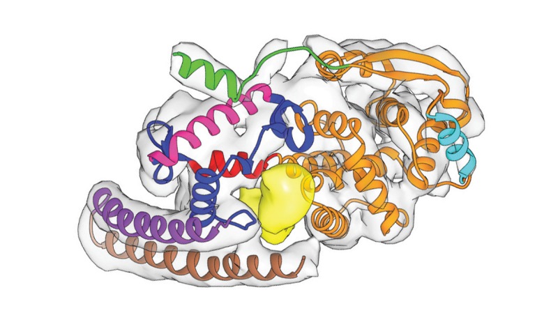 How the Ebola virus protects its hereditary information | German Center ...